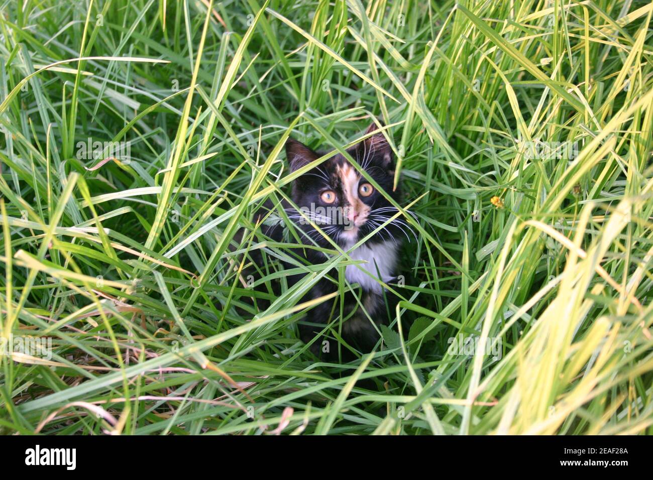 Kitten hiding in grass Stock Photo - Alamy