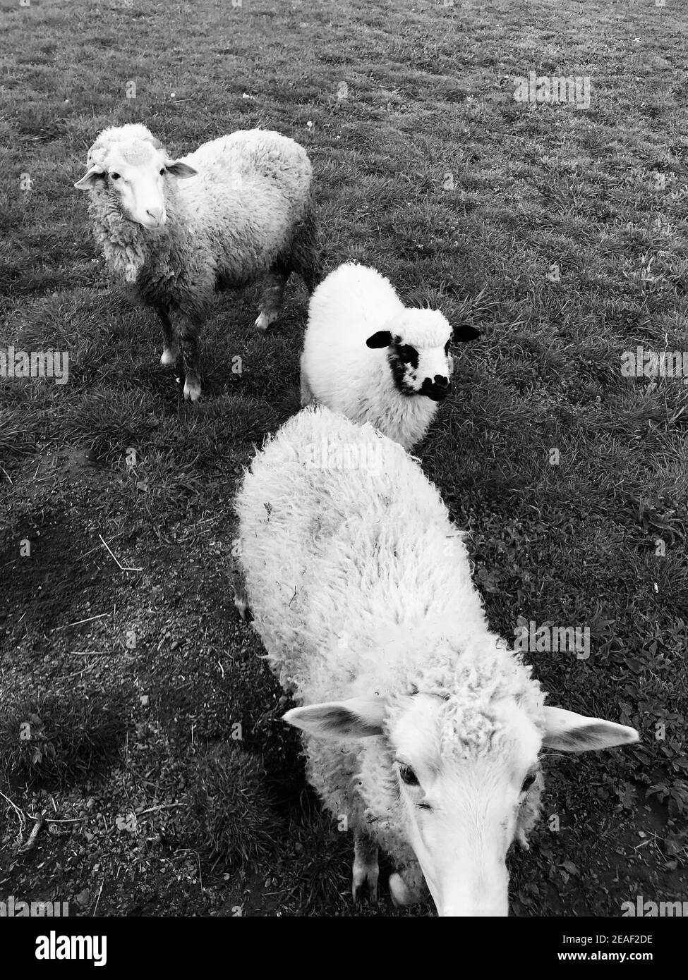 Vertical grayscale of sheep standing on the grass Stock Photo - Alamy
