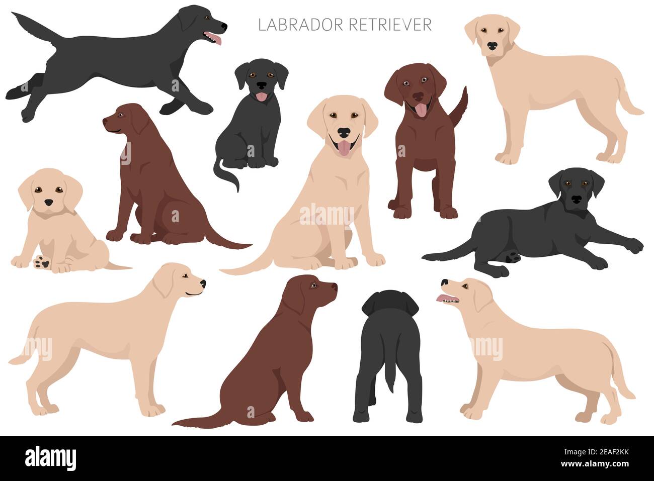 Designer, crossbreed, hybrid mix dogs collection isolated on white ...
