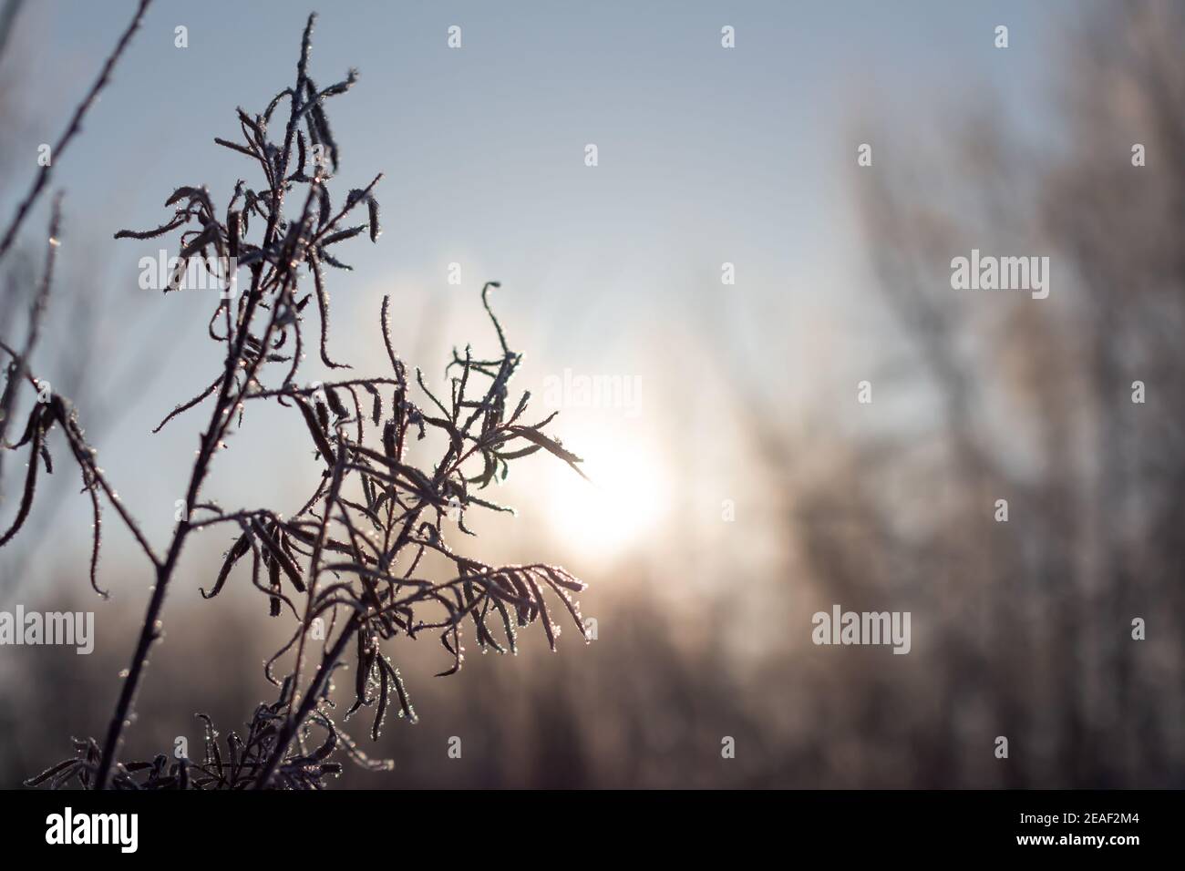 morning sun shining through trees glistening on close up frost covered ...