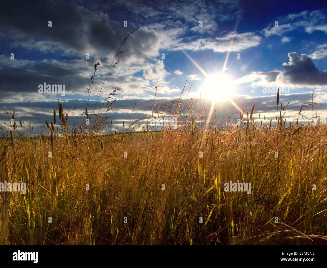 Sun shining over the wheat field Stock Photo - Alamy