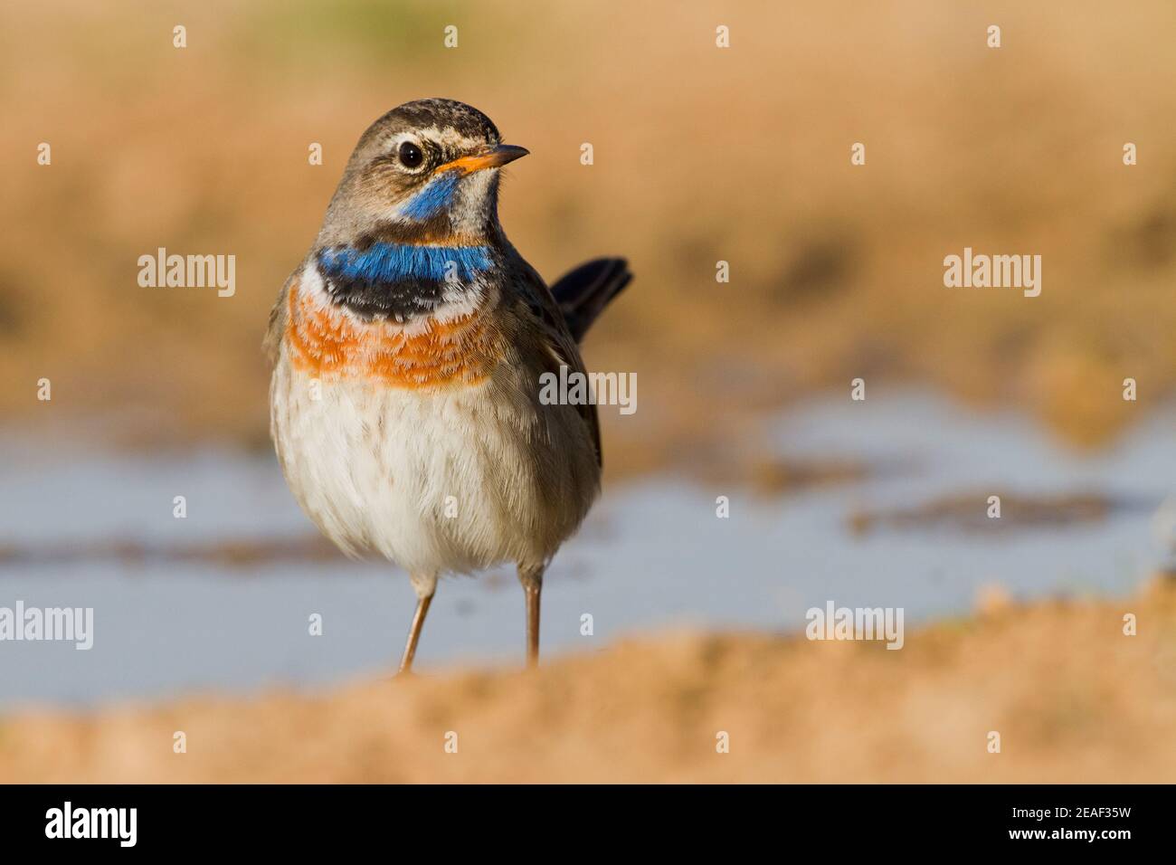 male of Bluethroat (Luscinia svecica Stock Photo - Alamy