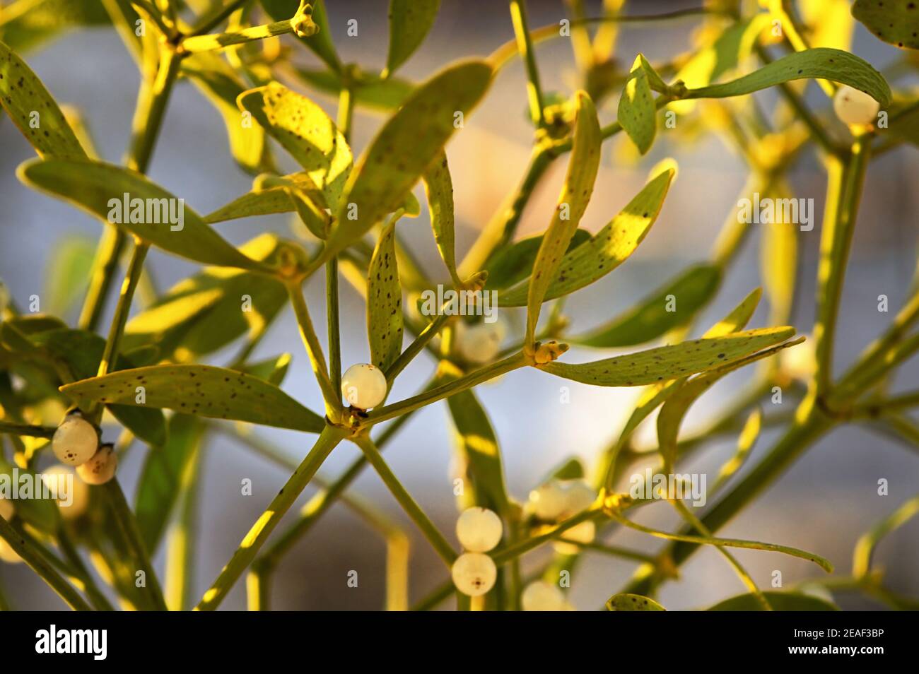 Branch of mistletoe hi-res stock photography and images - Alamy