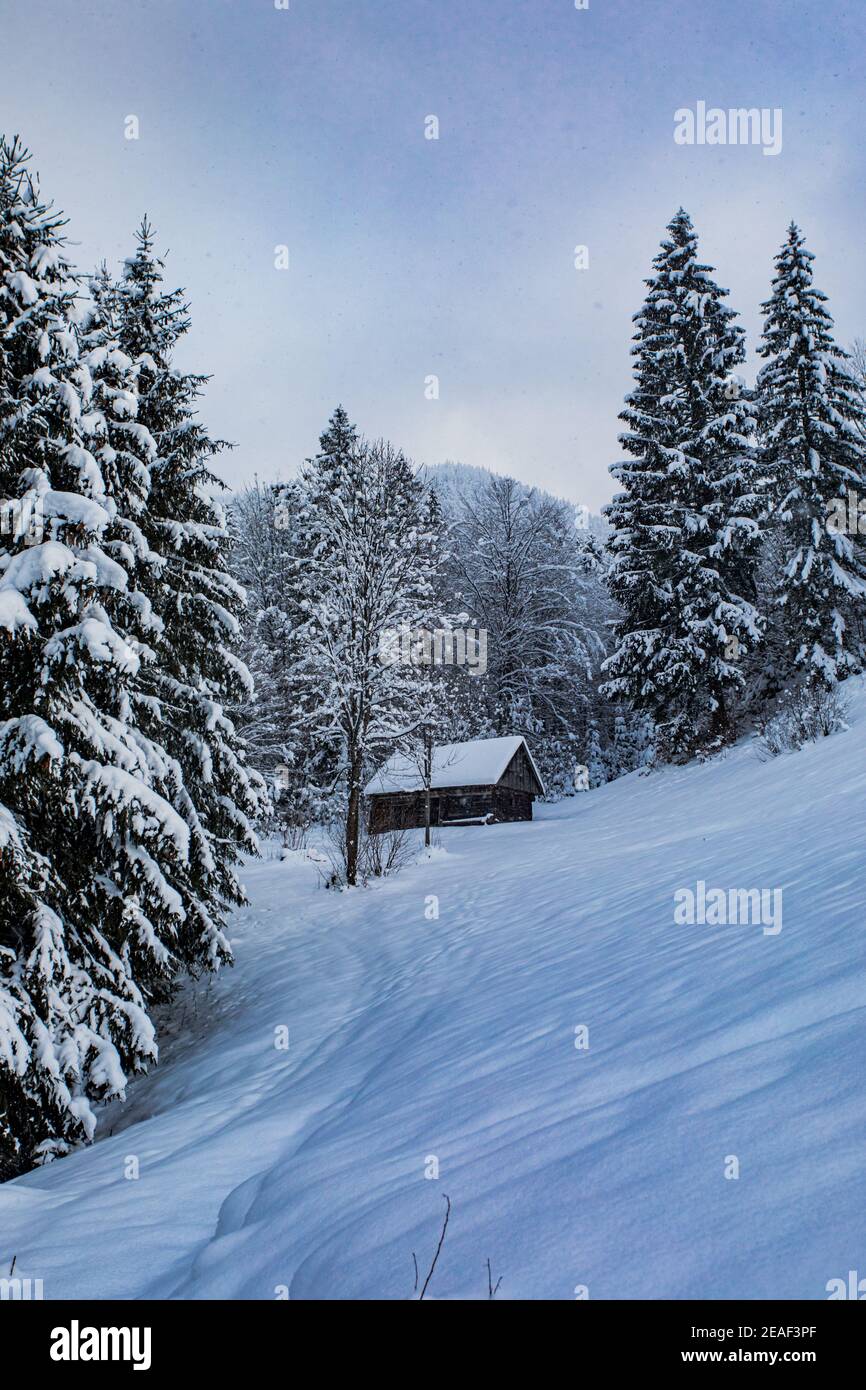 the old wooden house in the snowy forest Stock Photo - Alamy