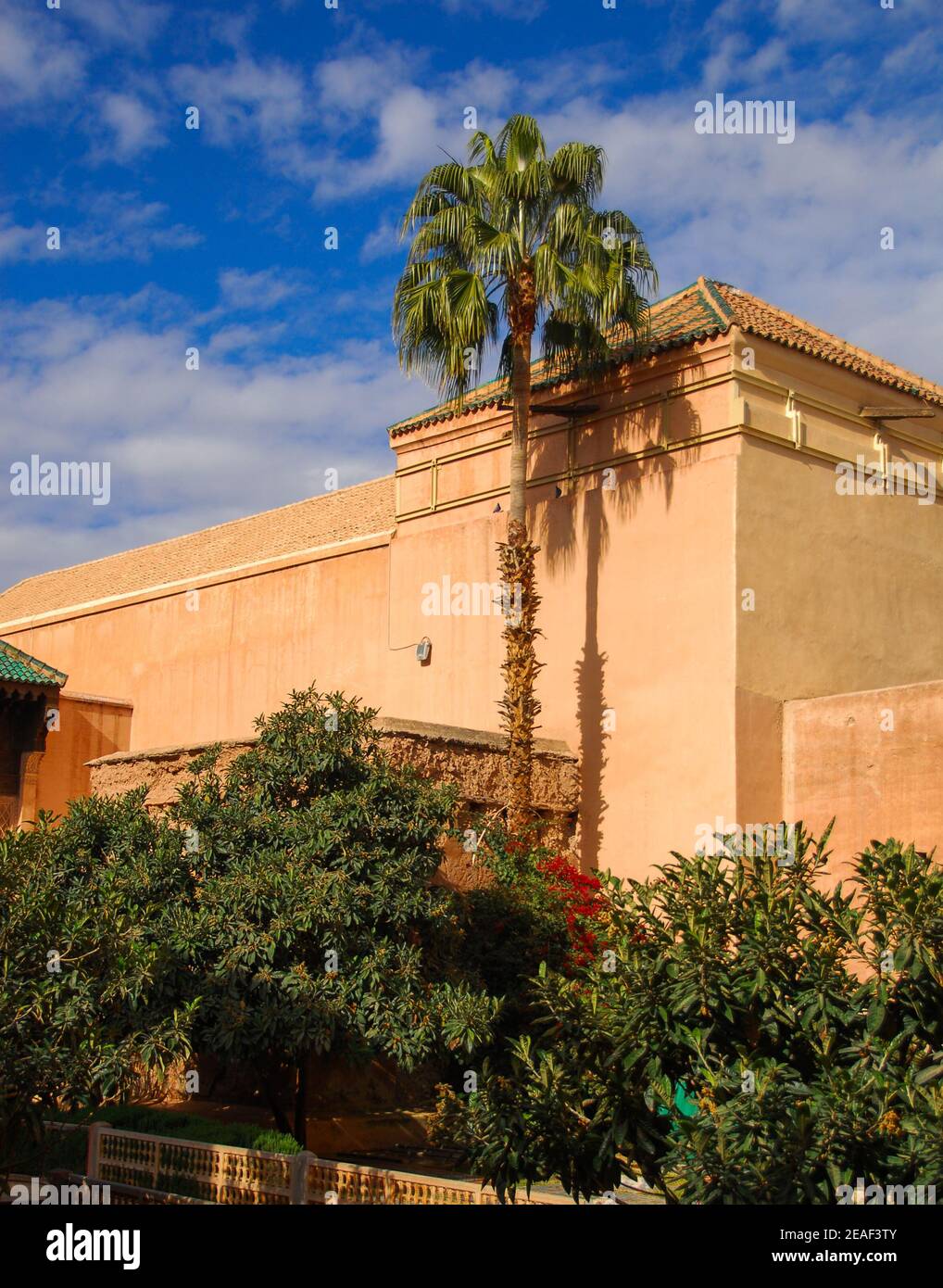 Moroccan palm tree hi-res stock photography and images - Alamy