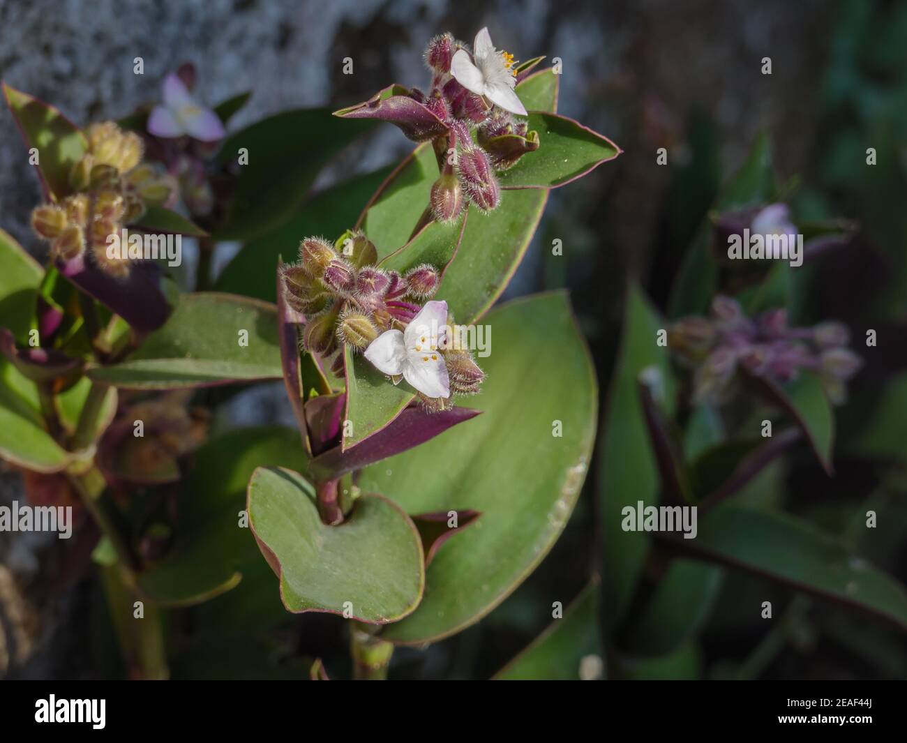 tradescantia cerinthoides Kunth or moss inch plant with flowers ...