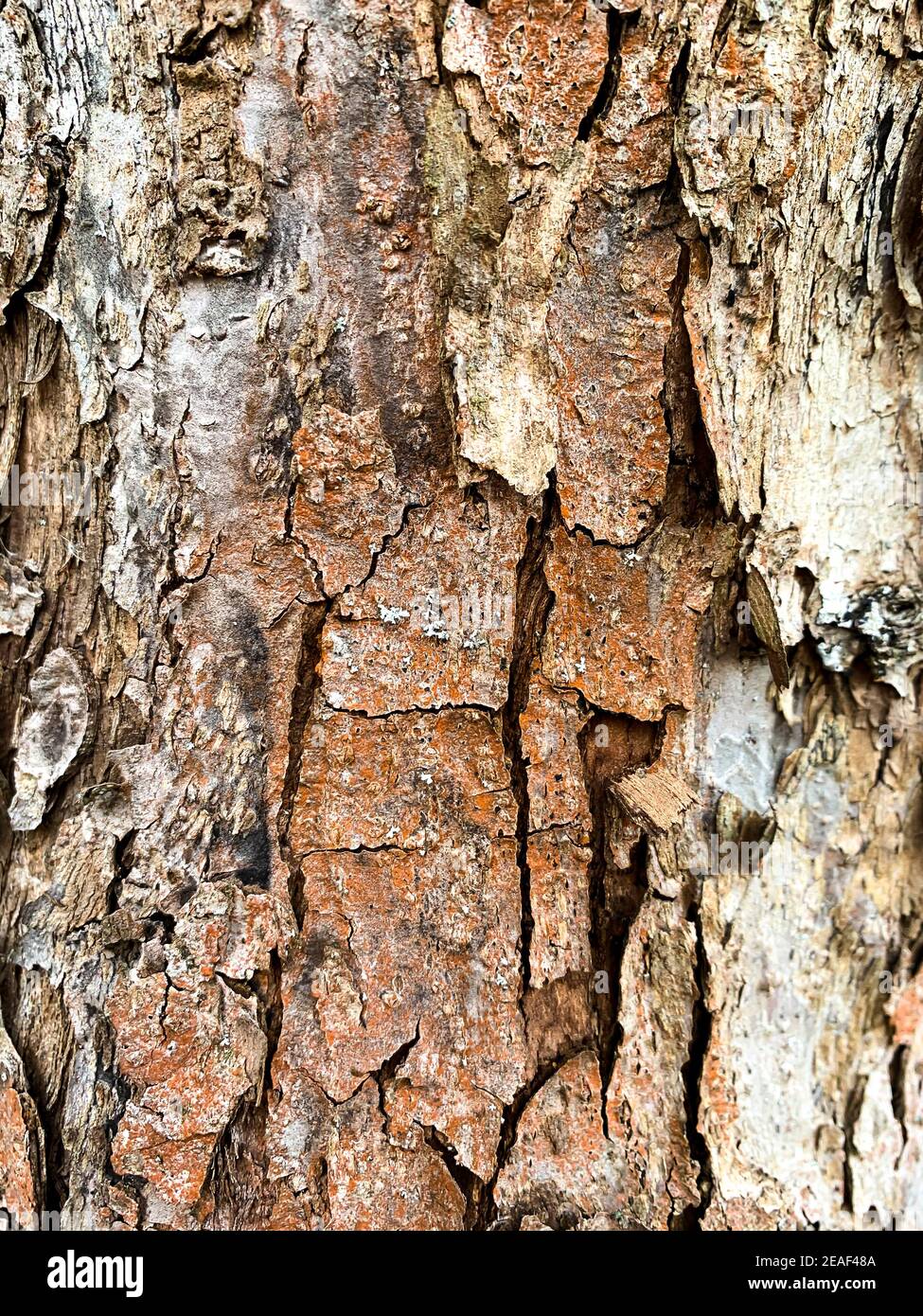 Cracked old bark on tree trunk Stock Photo - Alamy
