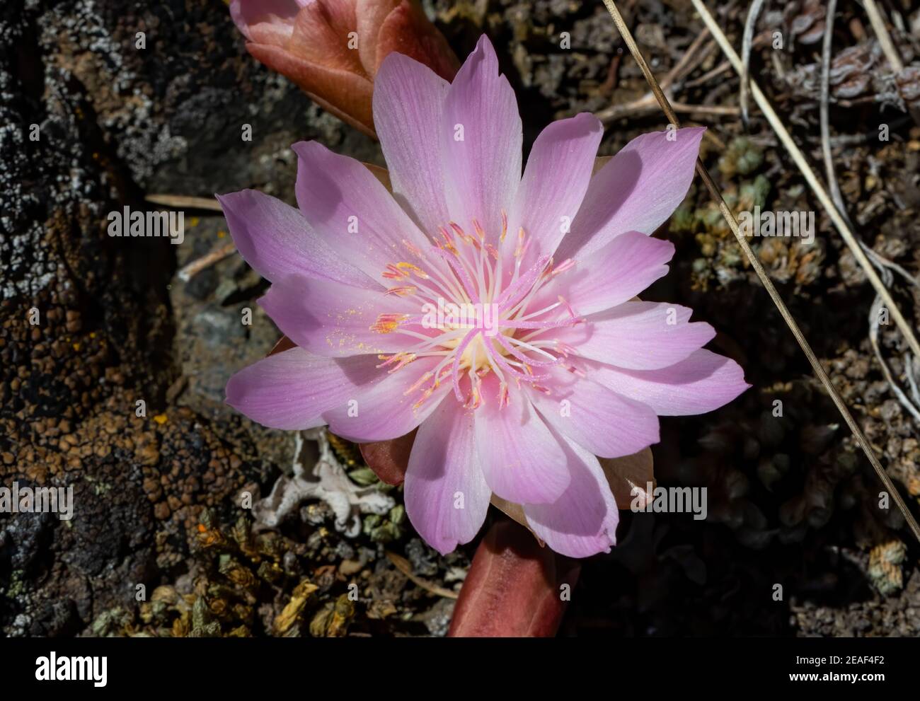 Bitterroot valley hi-res stock photography and images - Alamy