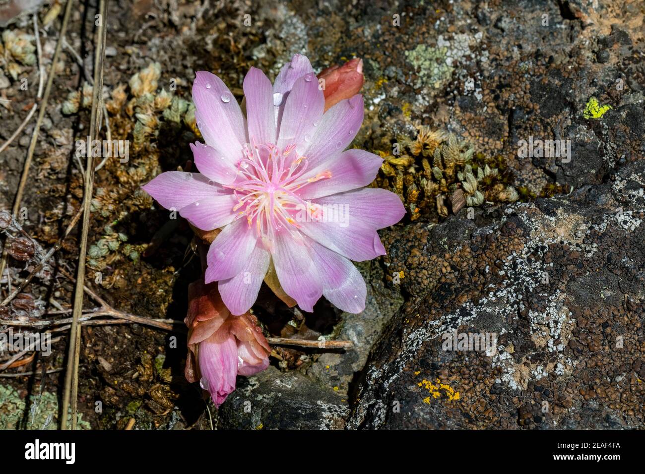 Bitterroot valley hi-res stock photography and images - Alamy
