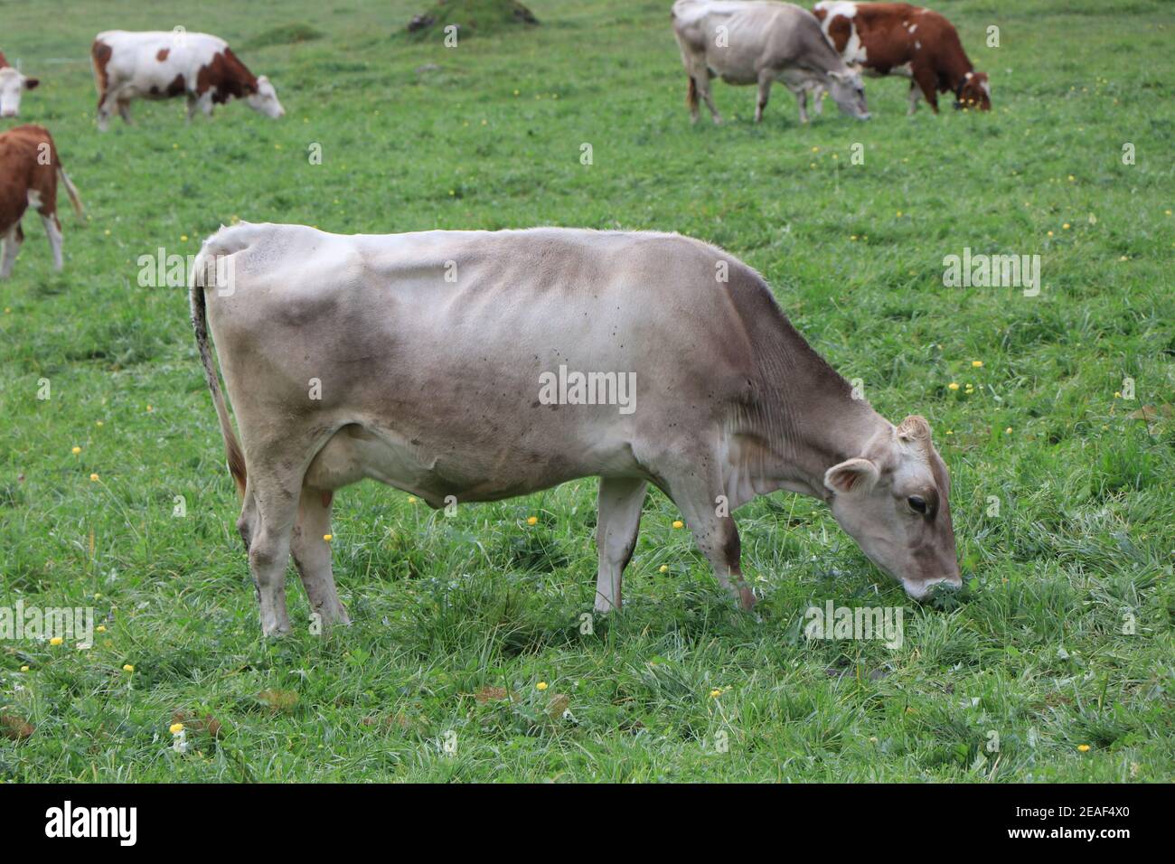 Bull arrow hi-res stock photography and images - Alamy