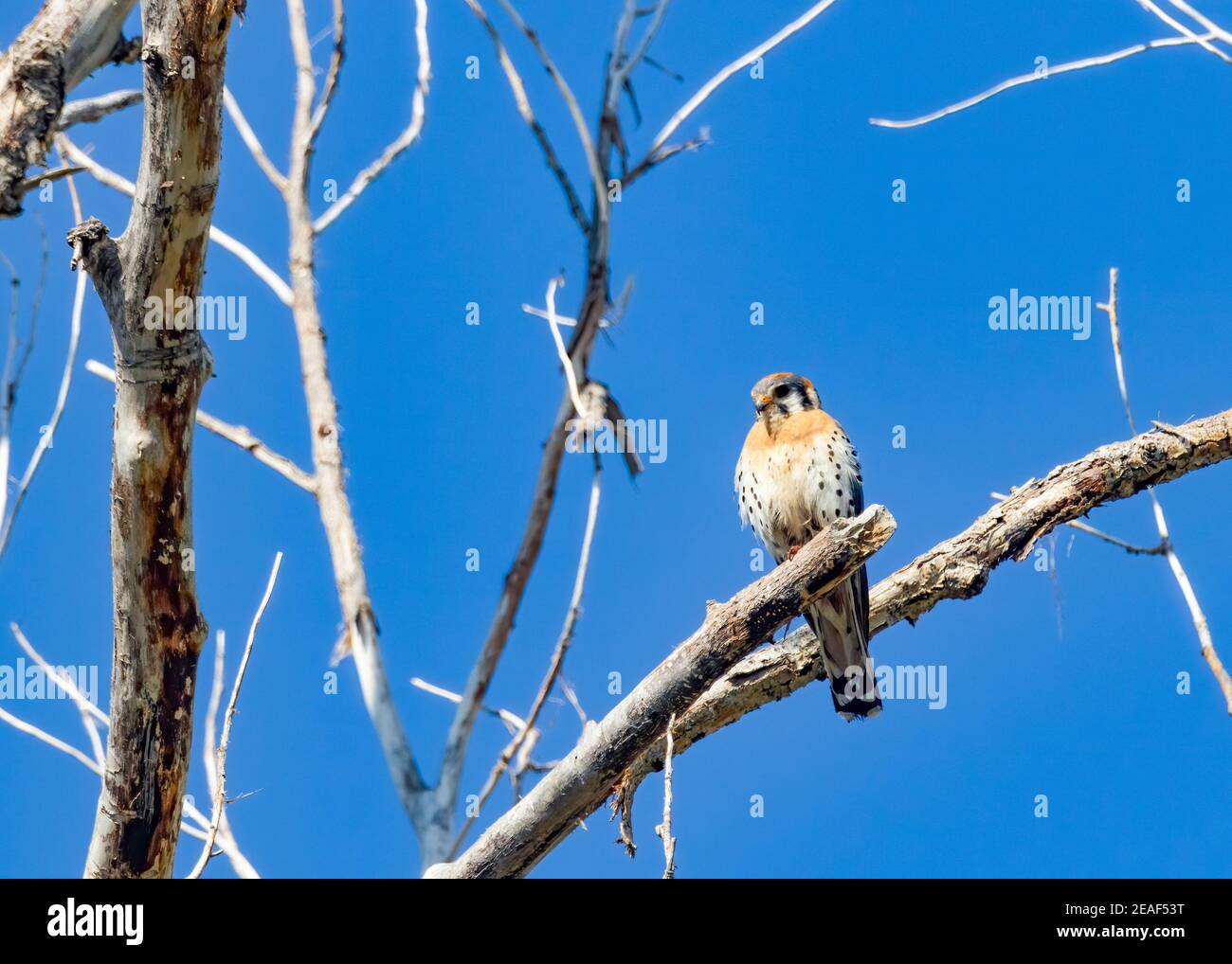 Kestrel Perched In A Tree High Resolution Stock Photography and Images ...