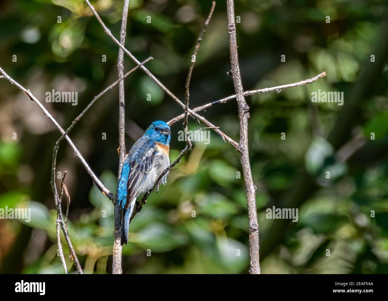 Theodore roosevelt national park bird hi-res stock photography and ...