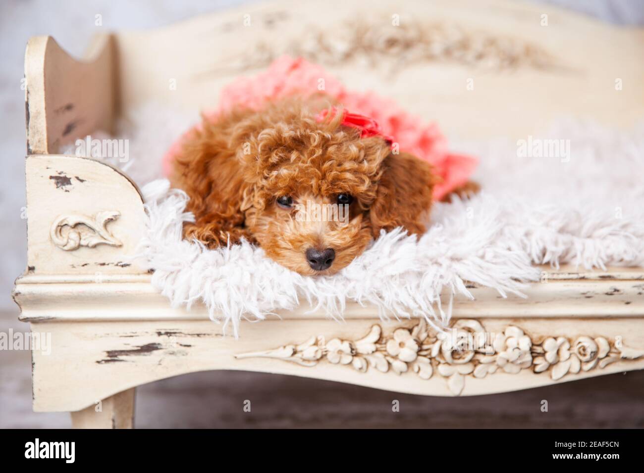 Cute Small Bichon Poodle Bichpoo puppy dog laying on a fancy ornated ...