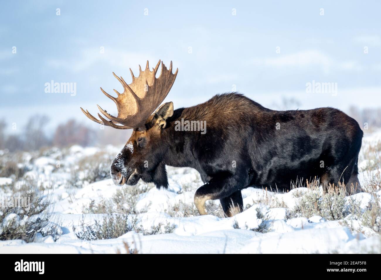 Arctic Moose In Snow