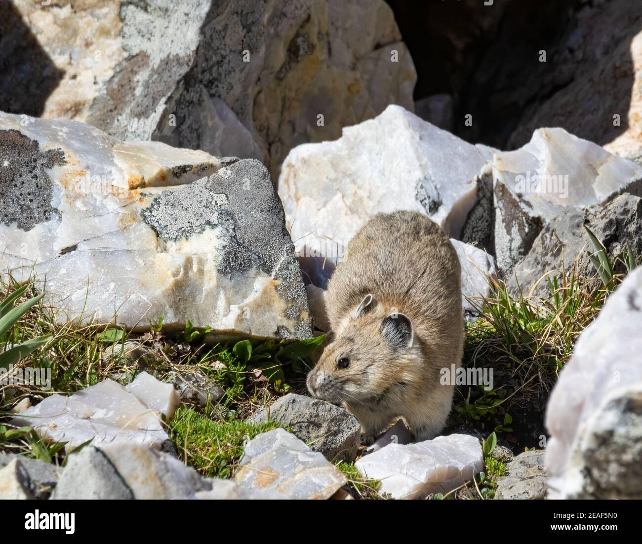 American pika food hi-res stock photography and images - Alamy