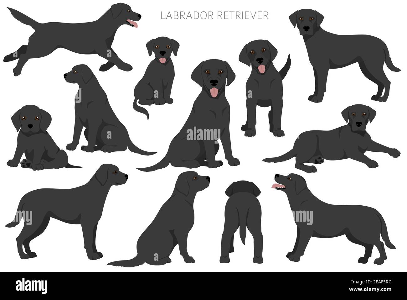 Labrador retriever dogs in different poses and coat colors. Adult and ...