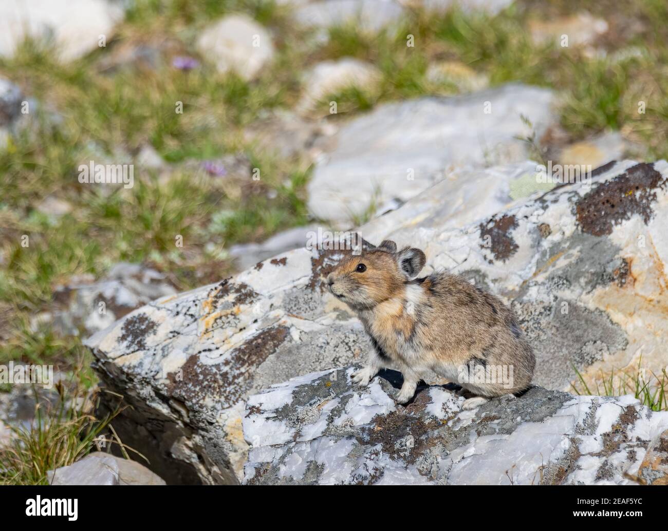 Global warming indicator species hi-res stock photography and images ...