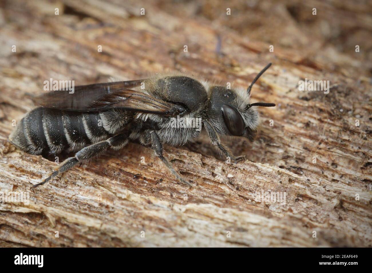 Close up of a female oligolectic Viper's Bugloss Mason Bee , Hoplitis ...