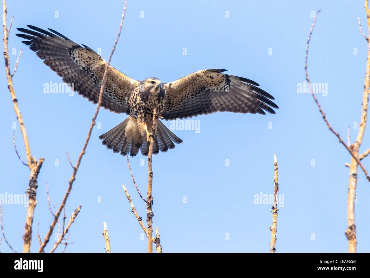 Flying locust pose hi-res stock photography and images - Alamy