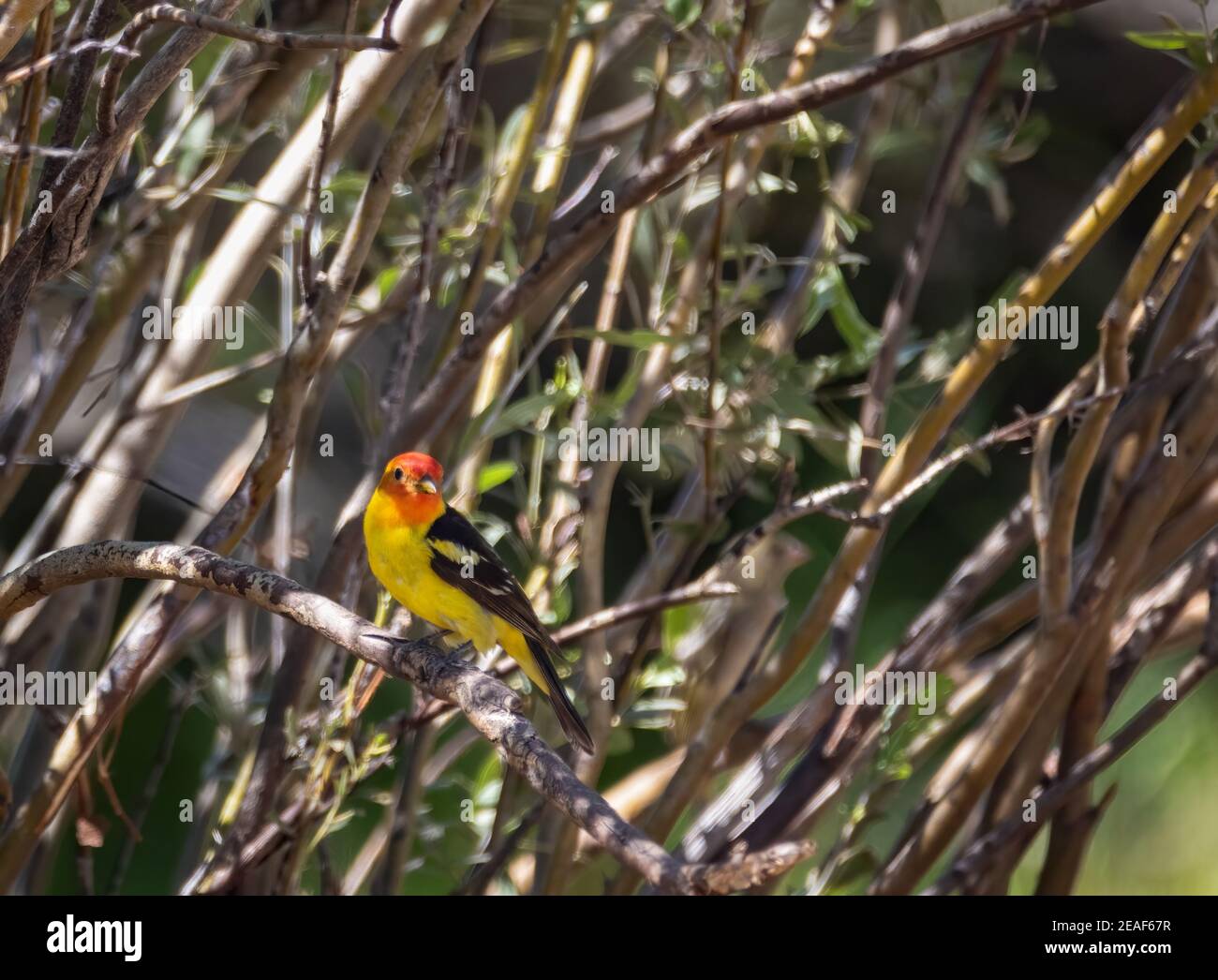 Western tanager colorful bird hi-res stock photography and images - Alamy