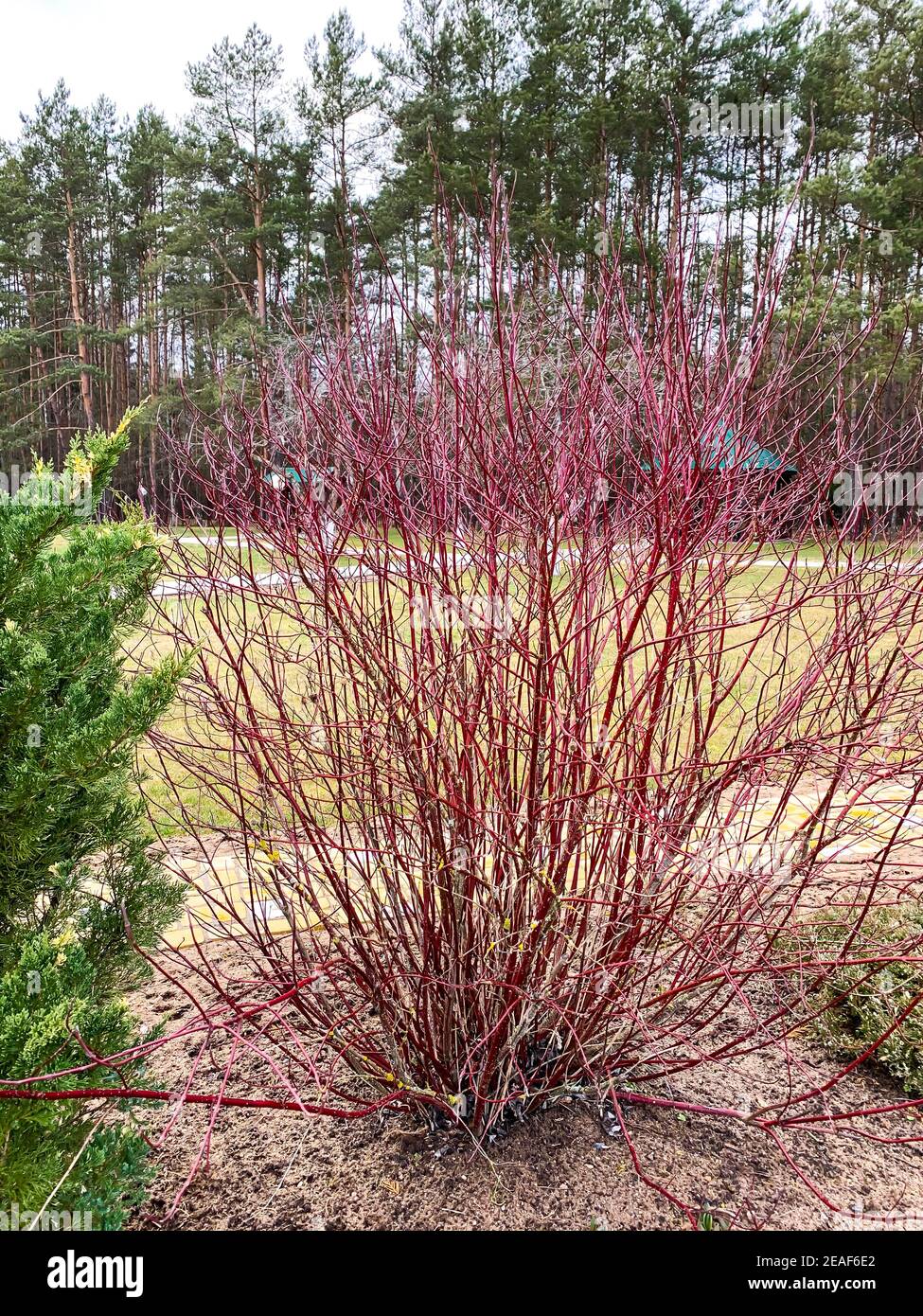 Bush with red branches without leaves, Cornus sanguinea Stock Photo - Alamy