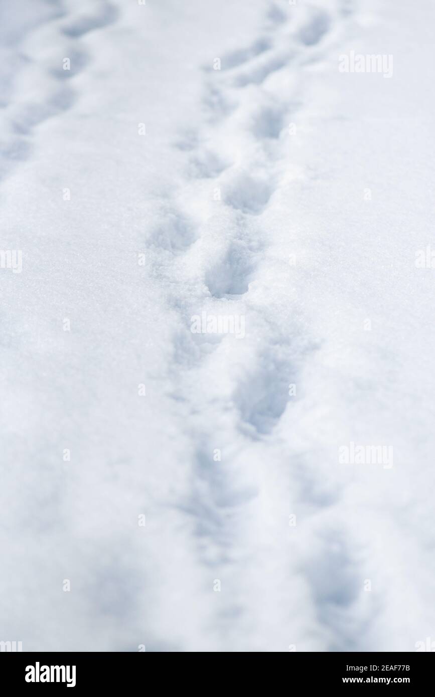 Footprints in the snow, winter landscape Stock Photo - Alamy