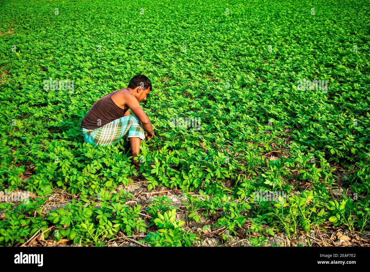 Potato field I captured this image from Munshigonj, Bangladesh, Asia ...