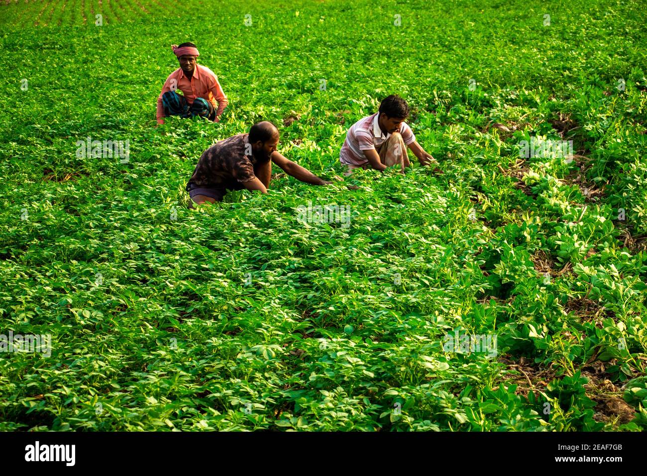 Potato field I captured this image from Munshigonj, Bangladesh, Asia ...