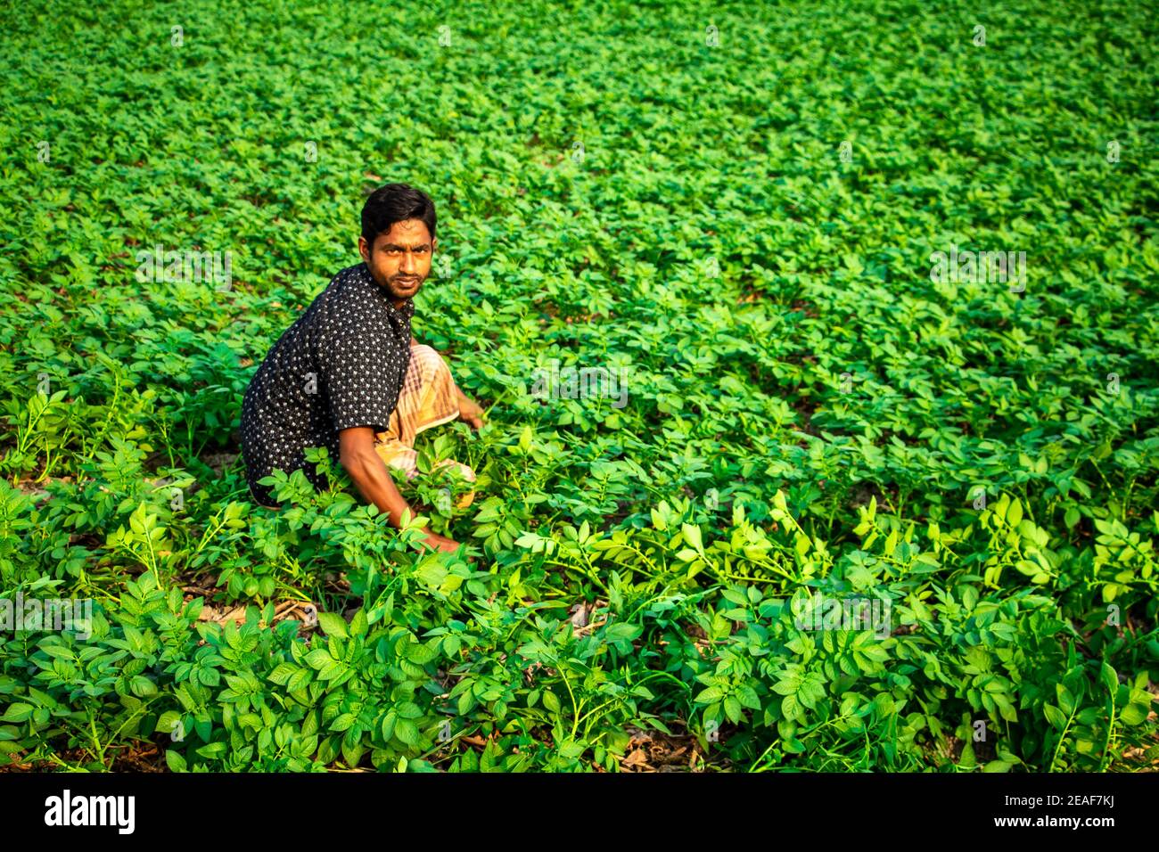 Potato field I captured this image from Munshigonj, Bangladesh, Asia ...