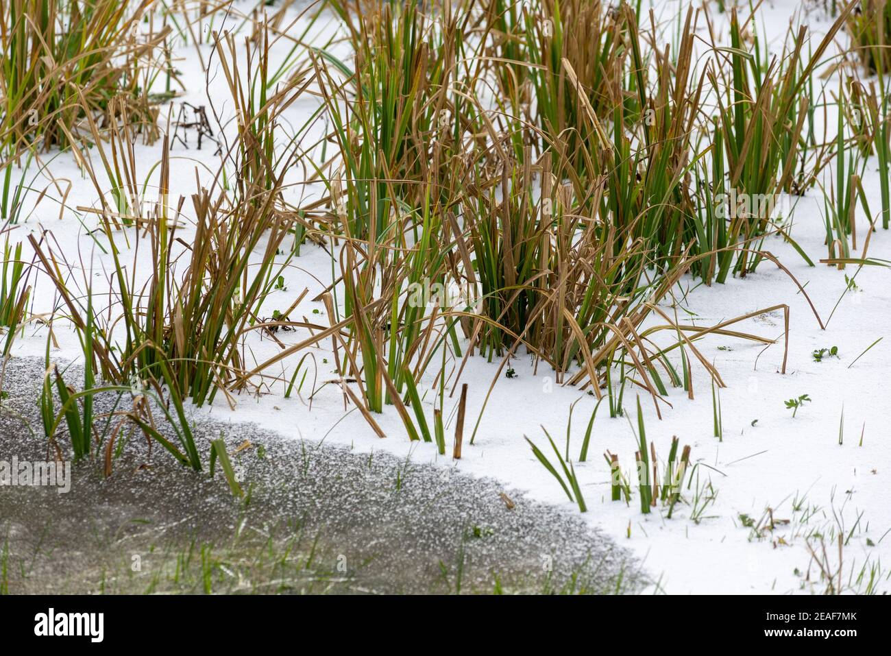 Long grass growing through snow and ice Stock Photo - Alamy