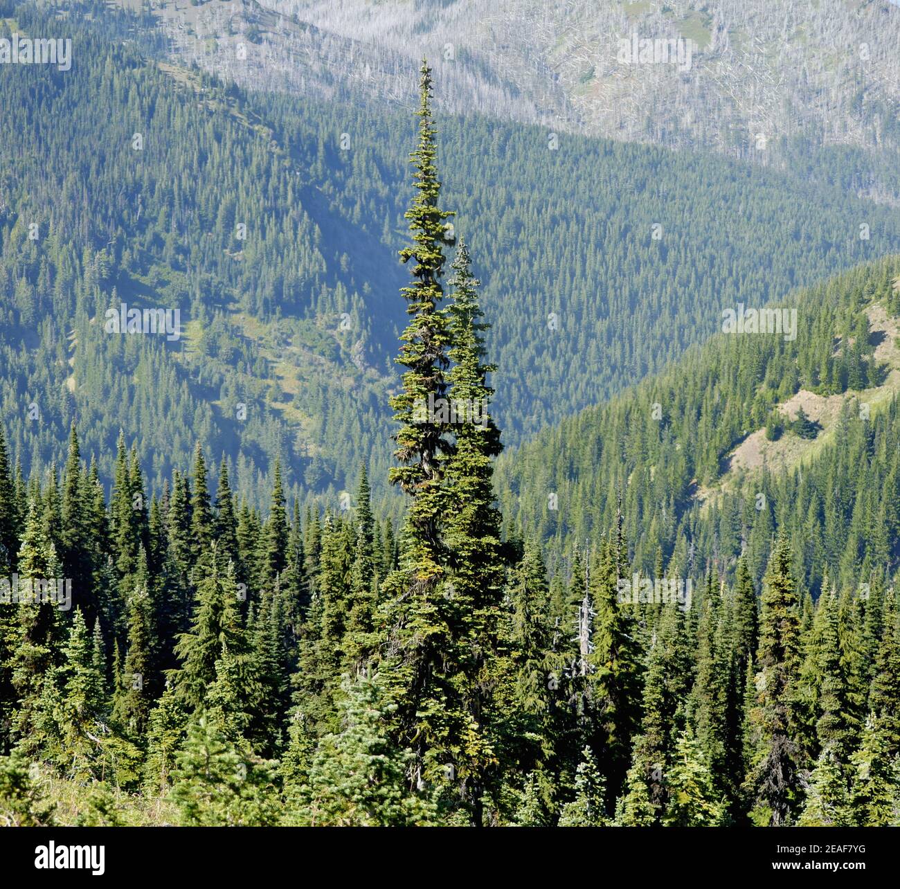 Mountain pine ridge forest reserve hi-res stock photography and images ...