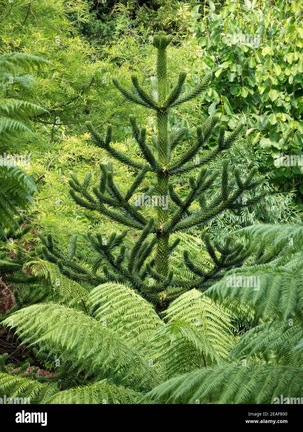 Monkey Puzzle tree Arucaria sapling growing amongst ferns and other ...