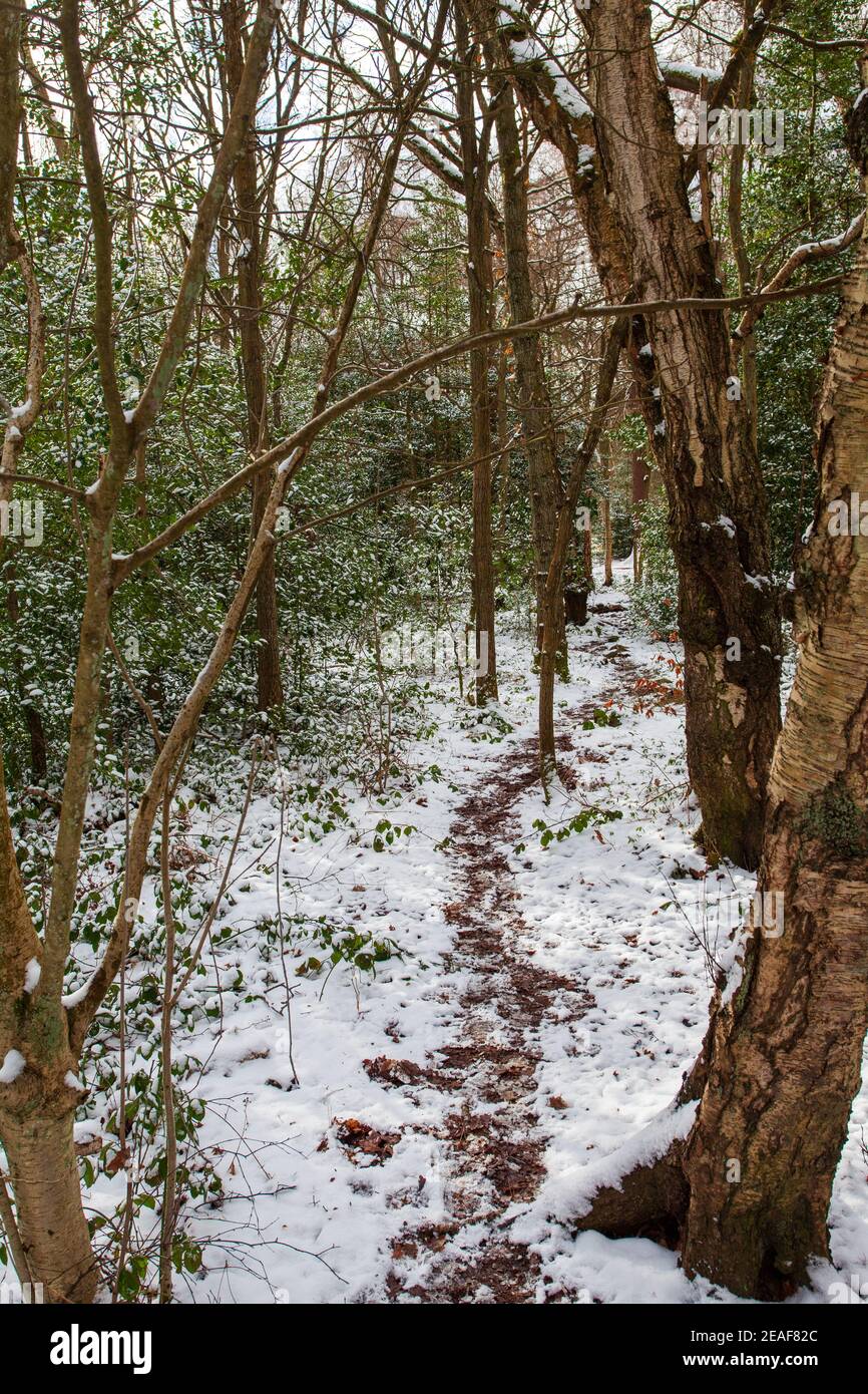 Ecclesall Woods, an ancient woodland in Sheffield, UK in winter Stock ...