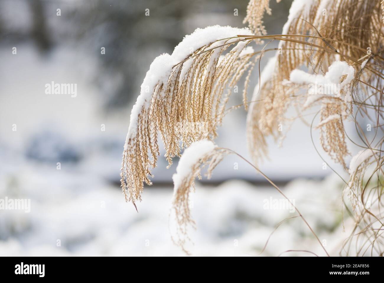 Snow-covered ornamental grass, winter landscape Stock Photo - Alamy