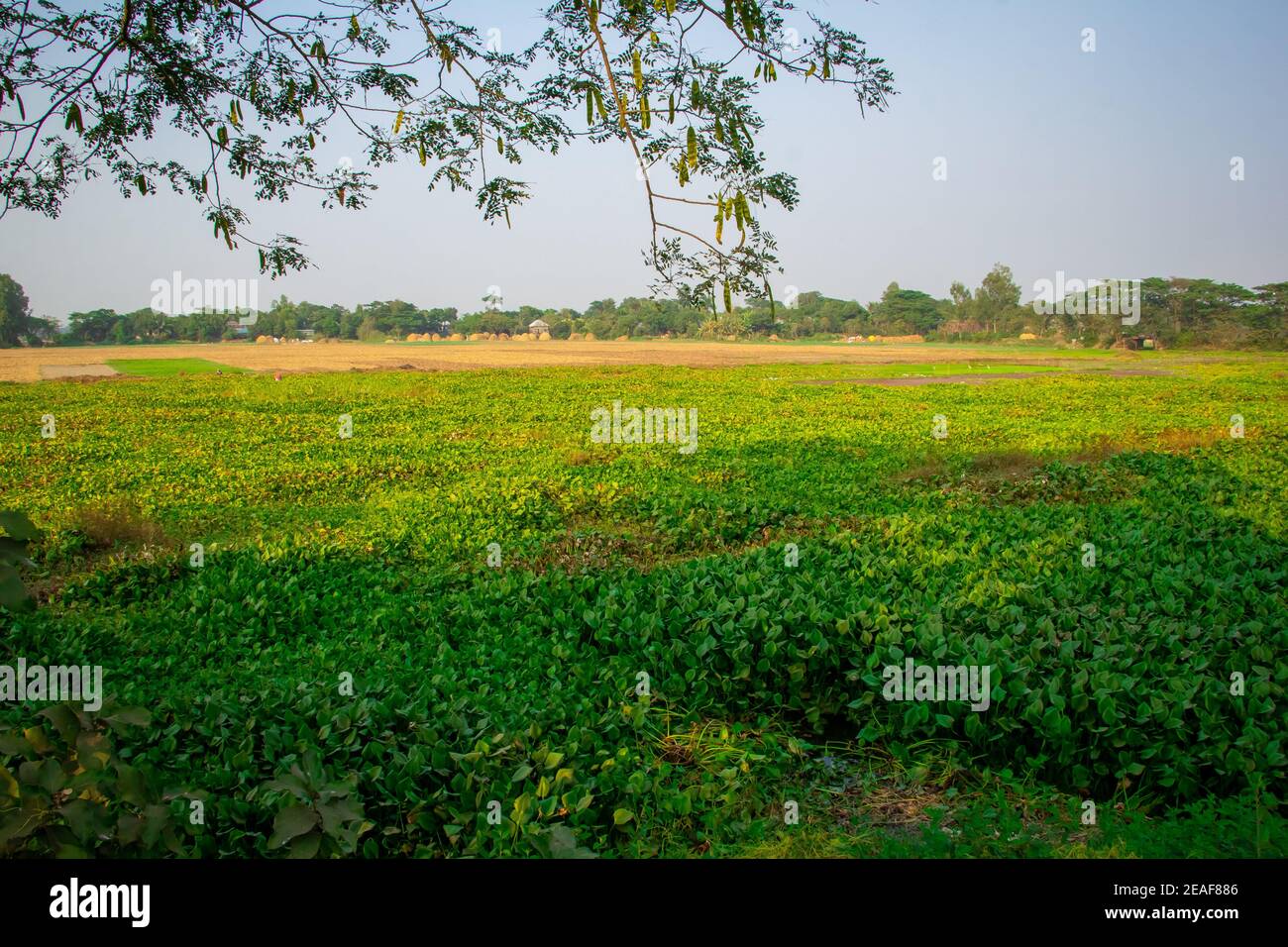 Potato field I Captured this image from Munshigonj, Bangladesh, Asia ...