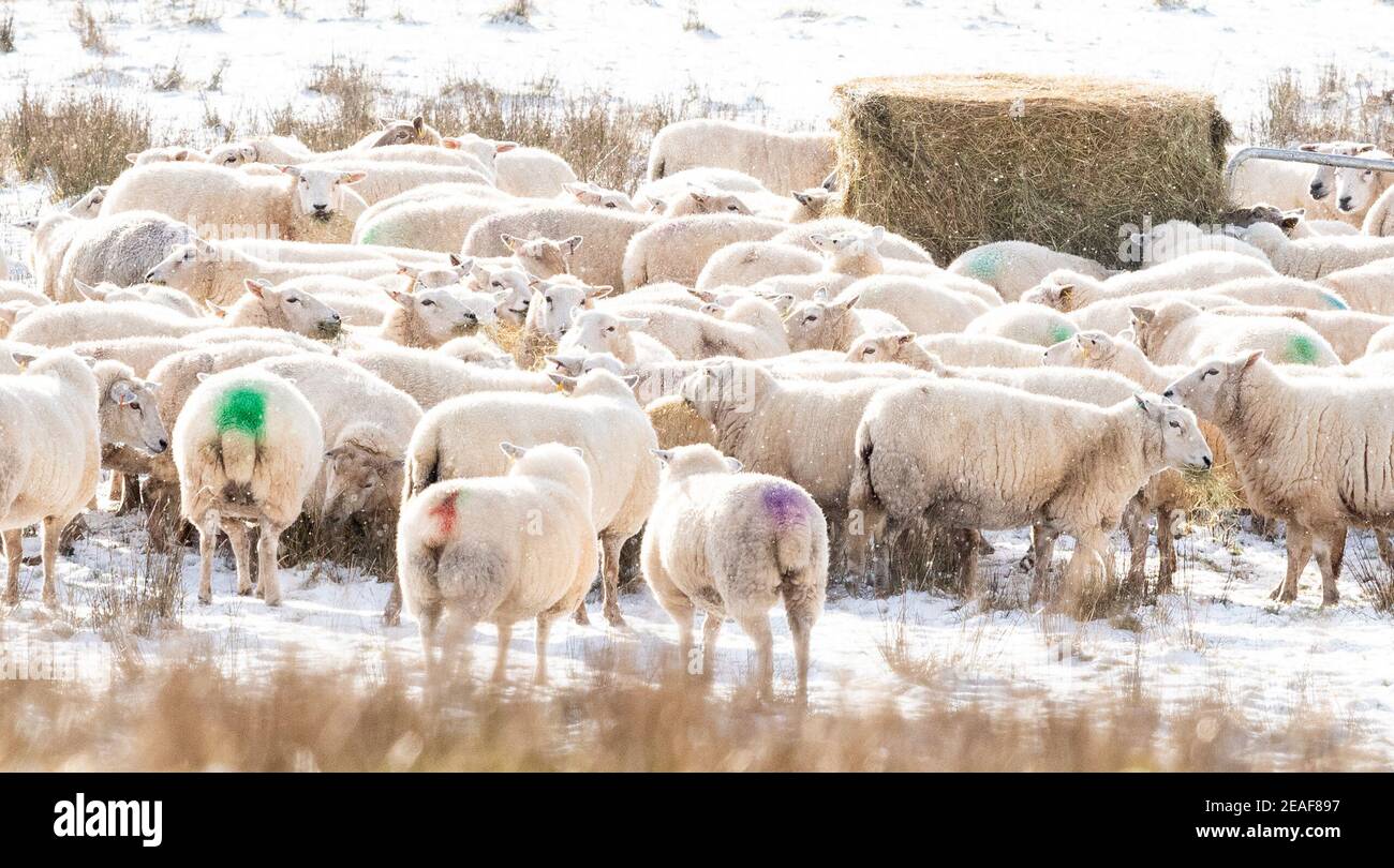 Carbeth Estate, Killearn, Stirling, Scotland, UK. 9th Feb, 2021. UK ...