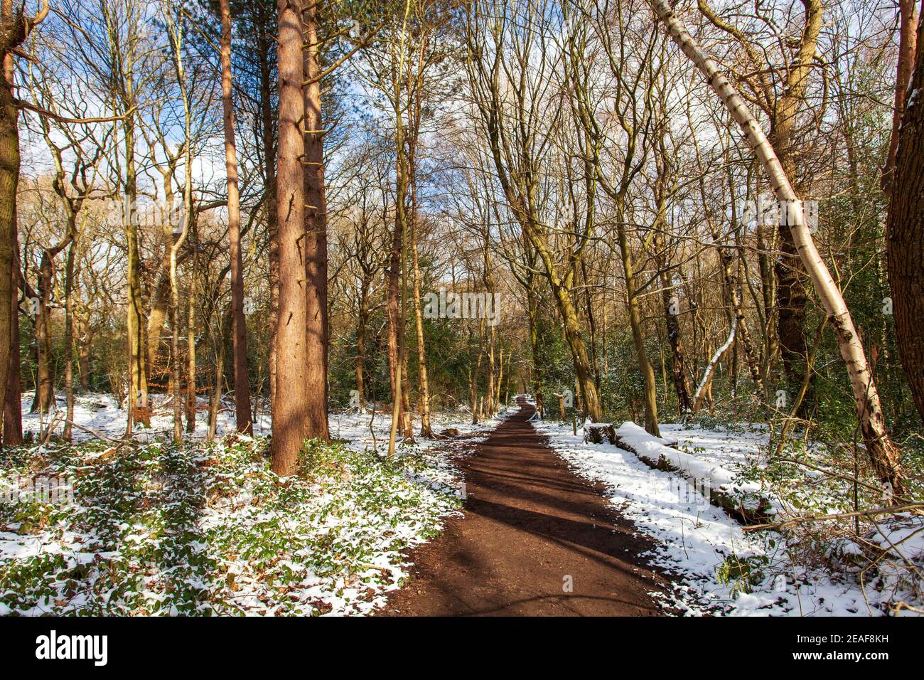 Ecclesall Woods, an ancient woodland in Sheffield, UK in winter Stock ...