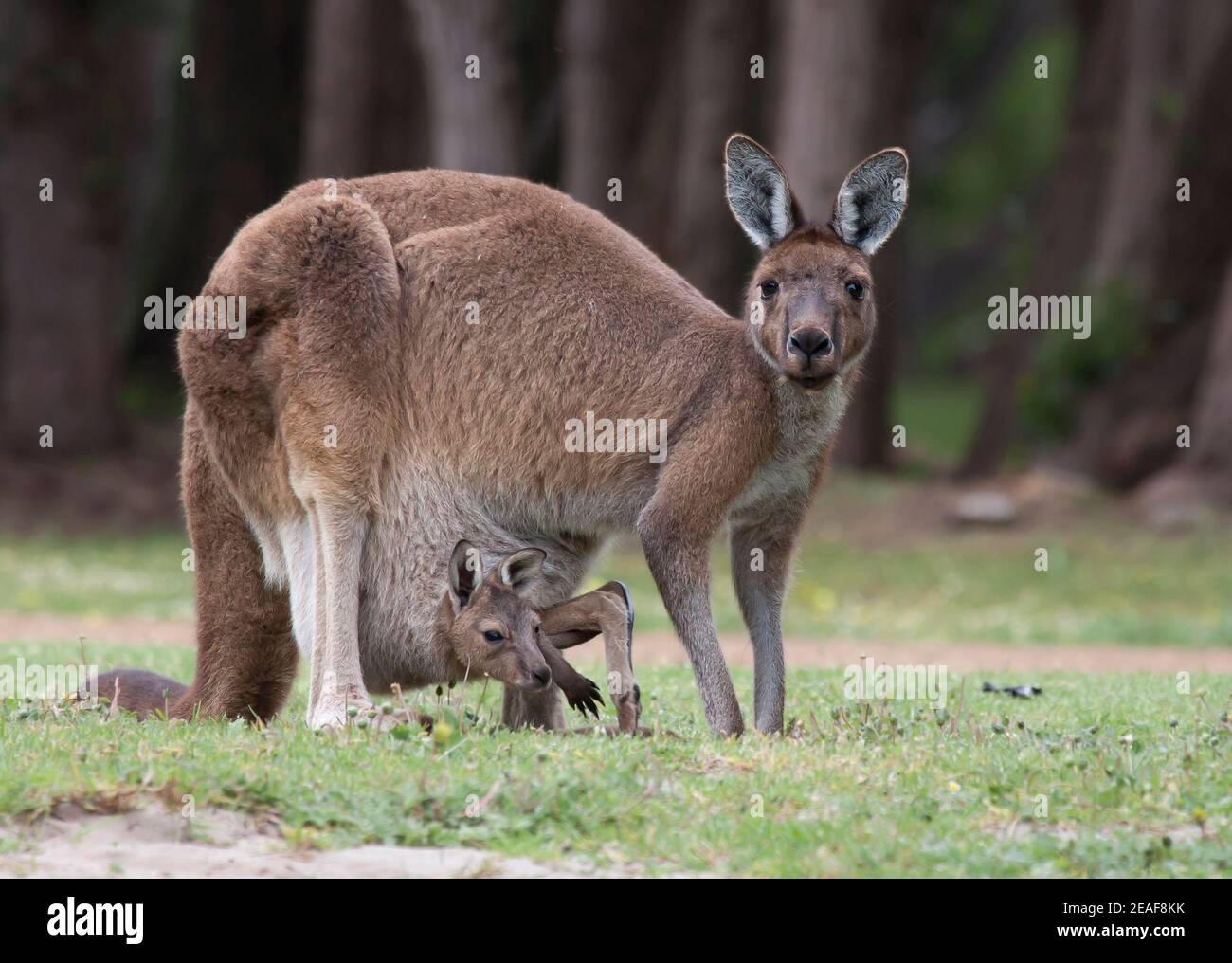 Kangaroo foot hi-res stock photography and images - Alamy
