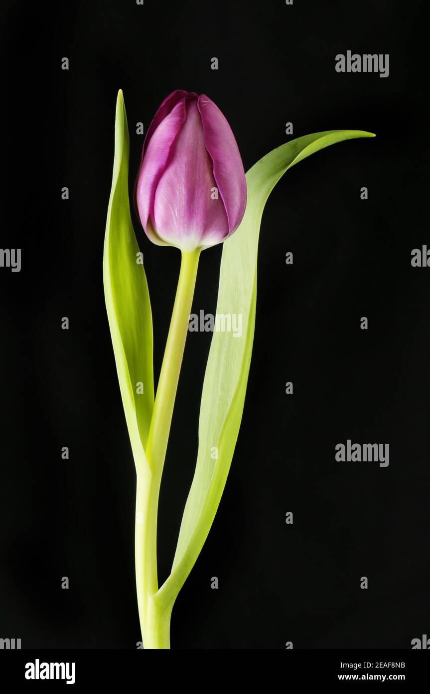 Purple tulip flower and structural foliage isolated against black Stock ...