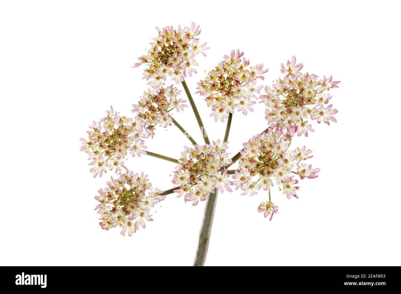 Hogweed flowers hi-res stock photography and images - Alamy