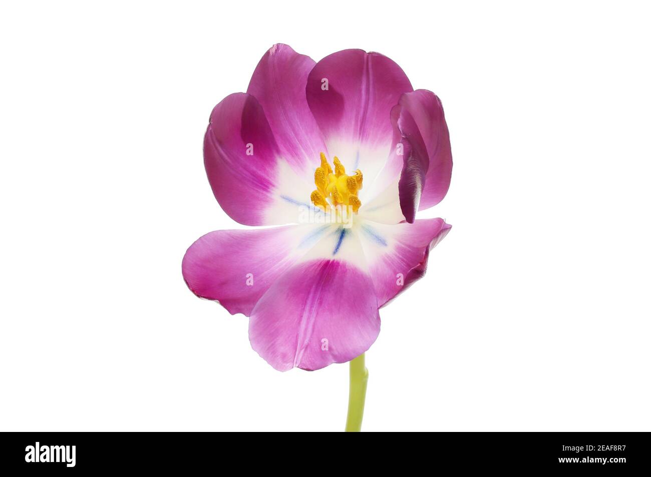 Open tulip flower isolated against white Stock Photo - Alamy