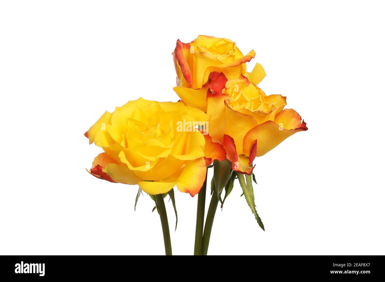 Three orange and red roses isolated against white Stock Photo - Alamy