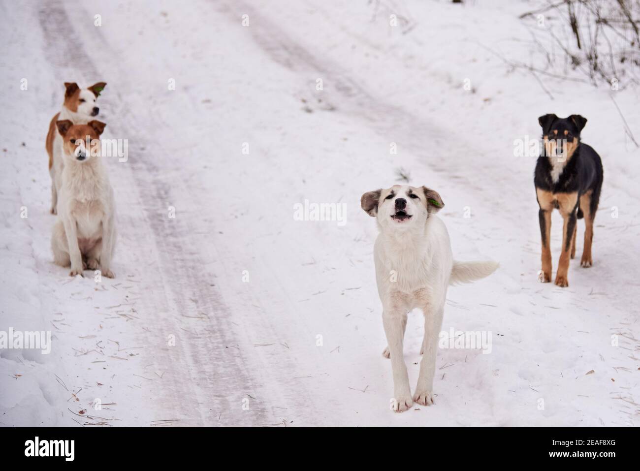 Dog forest problem hi-res stock photography and images - Alamy