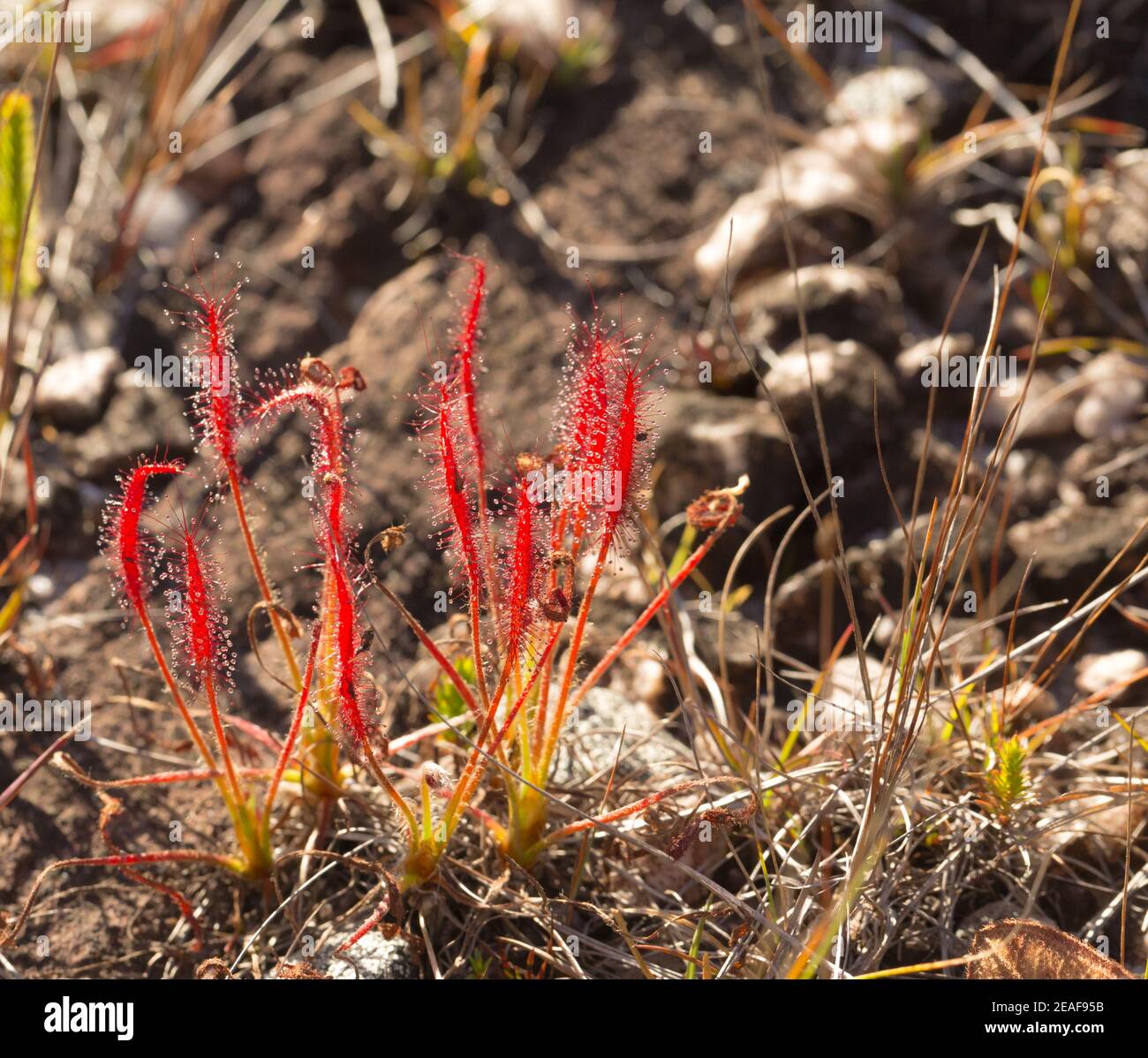 Drosera camporupestris, a carnivorous plant from the Sundew family ...