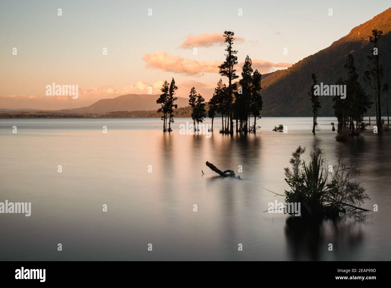 Long exposure image of Kahikatea trees growing in the shallows of Lake ...
