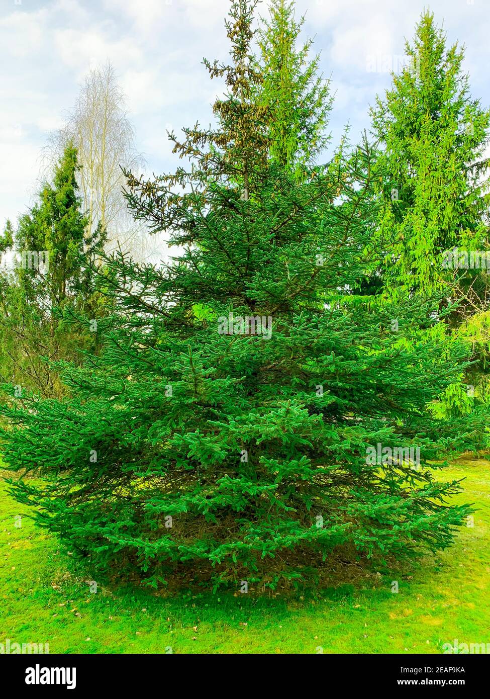 Growing fluffy spruce against the blue sky Stock Photo - Alamy