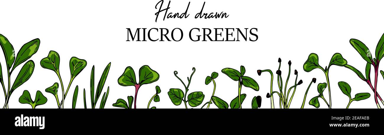 Hand drawn micro greens horizontal banner. Healthy vegetarian and vegan ...