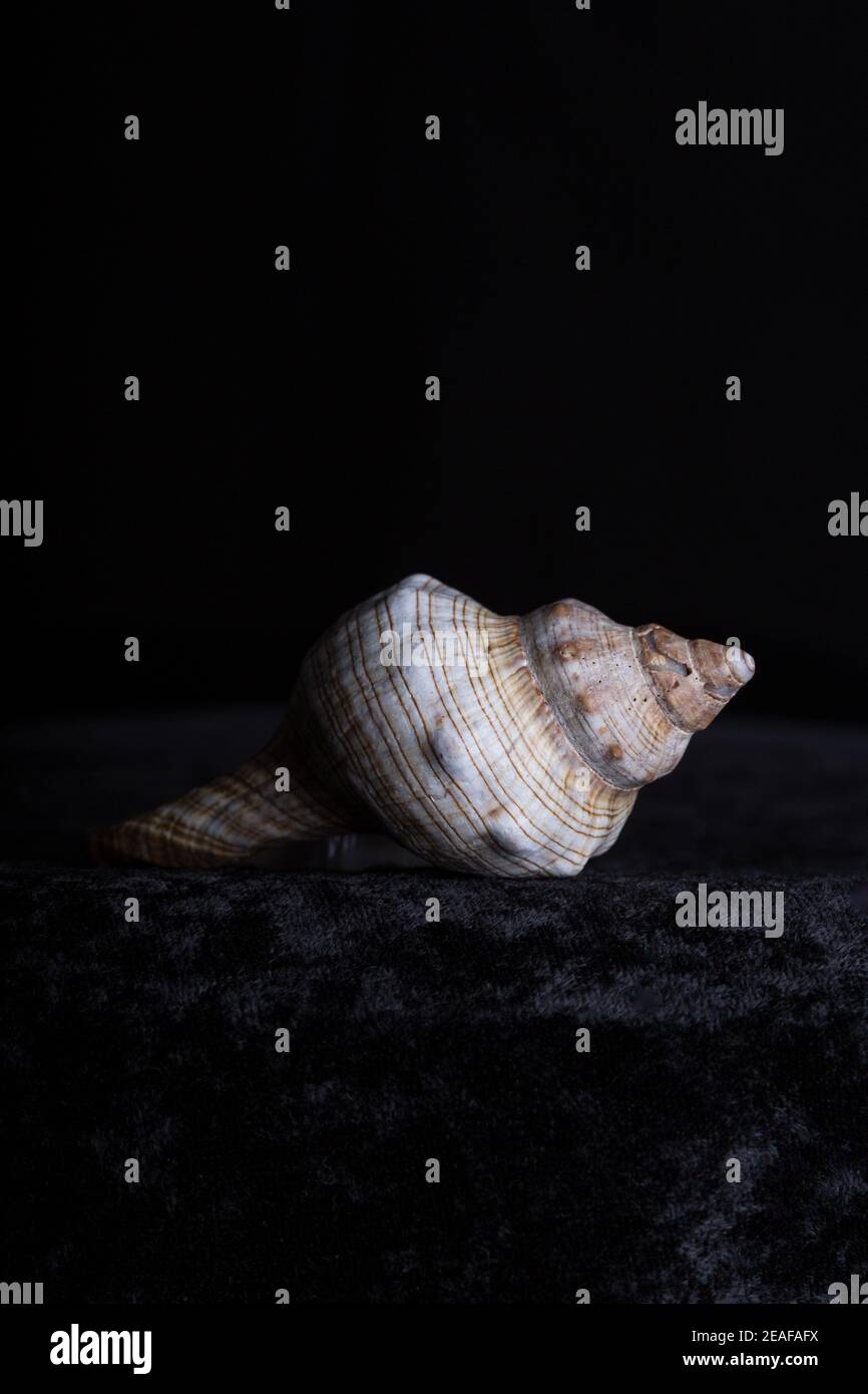 Sea shell on a black background Stock Photo - Alamy