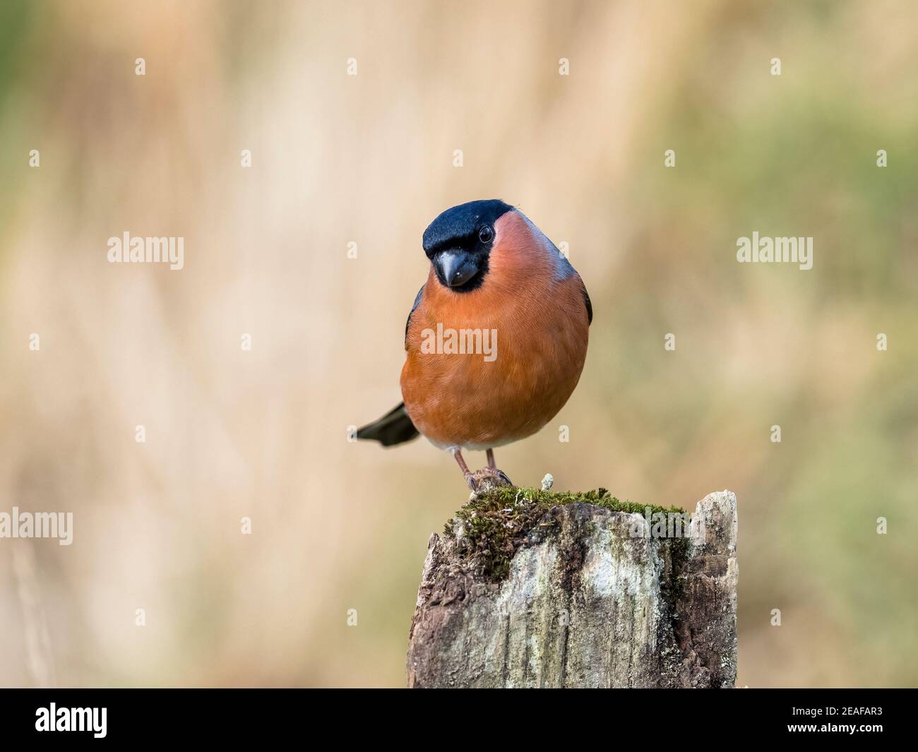 Male pyrrhula hi-res stock photography and images - Alamy