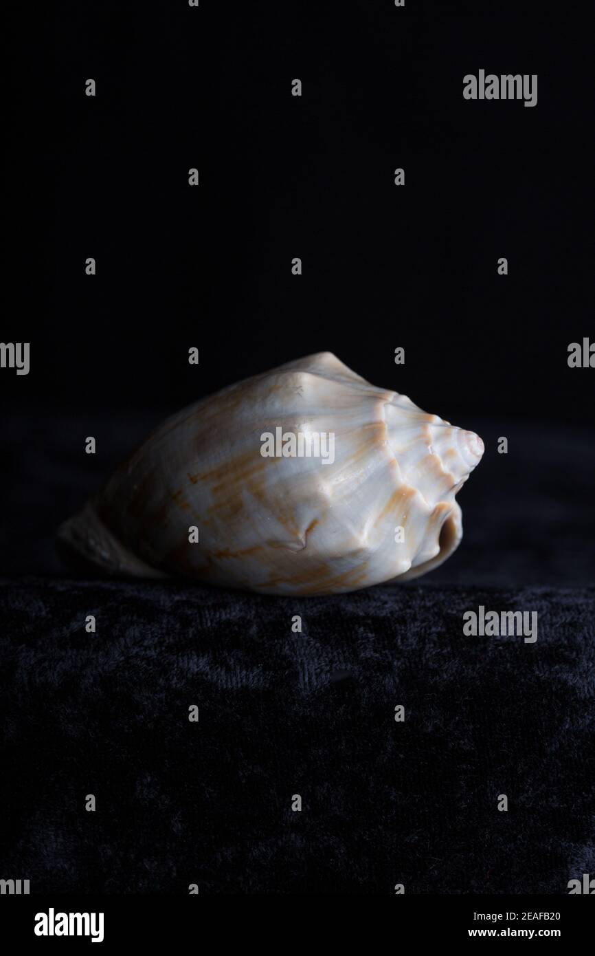 Sea shell on a black background Stock Photo - Alamy